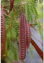 Buy Dev Organic Black Catechu / Acacia Catechu Extract Tablets-60 ...