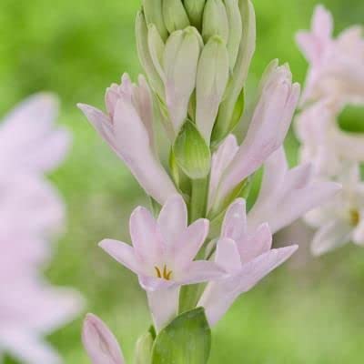 Oakwood Farms Imported Rajnigandha Pink Color Tuberose Flower Bulbs For ...