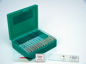 Prepared Slides Set - Basic Botany: Microscope Sample Slides: Amazon ...