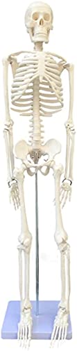 Anatomy Model Educational Model Medical Standard 85cm Human Skeleton ...