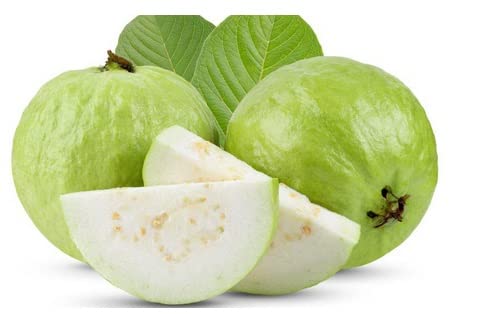 Green view "White Indian" Grafted hybrid Guava - 1 Healthy Live 'White ...