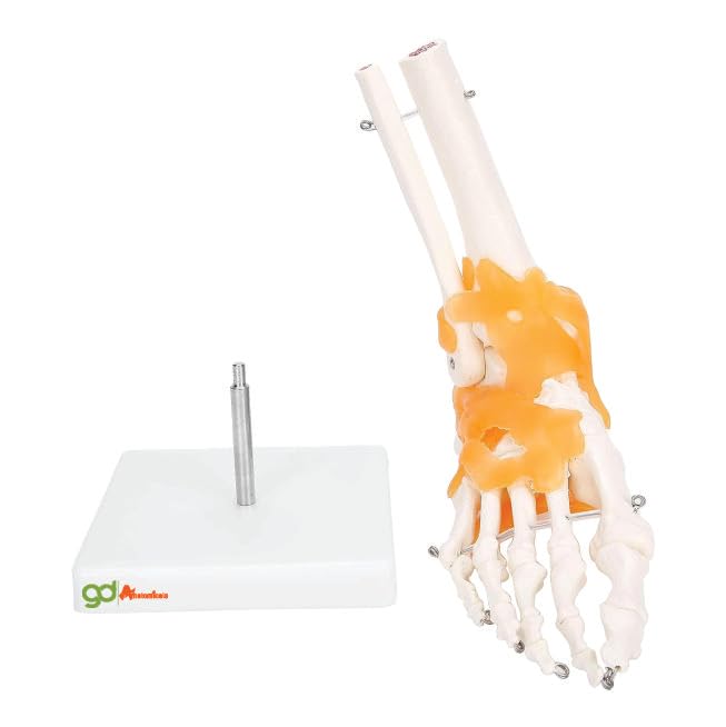 Gd Anatomicals Foot Joint Model With Ligaments Eco Friendly Foot ...