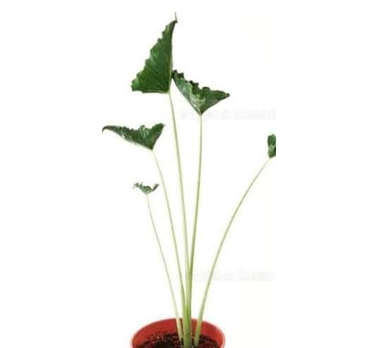 NATURE SENSE Alocasia Triangularis Air Purifier Rare Indoor Live Plants ...