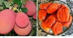 Sanju Rare Red Flesh Jack fruit " thailand grafted red jackfruit plant ...