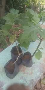 ANURAJ FARMS Sundakka chedi/Turkey Berry/Kundene Kayi/bhurat ...