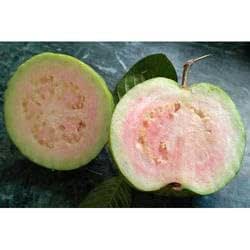 THE GREEN VIEW GARDENS Fruit Plants Taiwan pink Guava Thai Pink guava ...