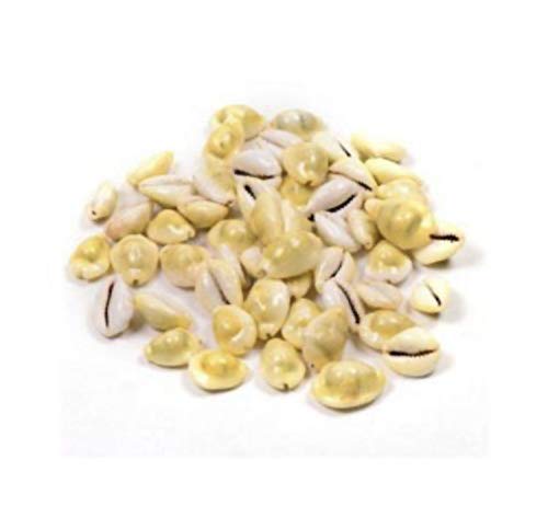 Buy Pooja Articles Yellow Kawri Kodi Peeli Cowrie Sea Shell, Set of 11 ...