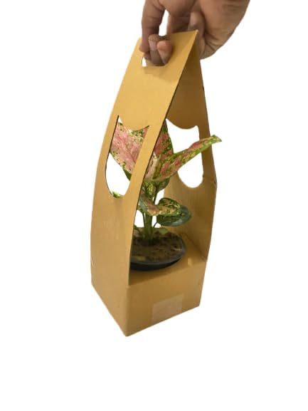 Sapling World -Disposable Brown Kraft Paper Bags, Paper Carry Bags ...