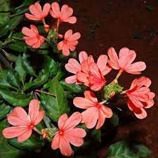 BONOBITHI Crossandra (Crossandra infundibuliformis) Pink Crossandra ...