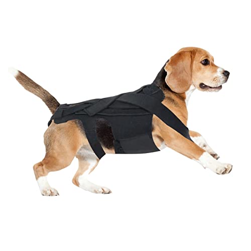 Back Brace for Dogs – The 15 best products compared - Wild Explained