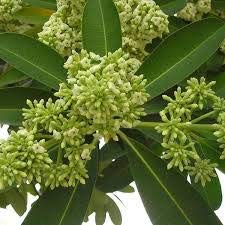 Plants Points Rare Tropical Alstonia scholaris Devil Tree Ezhilam Pala ...