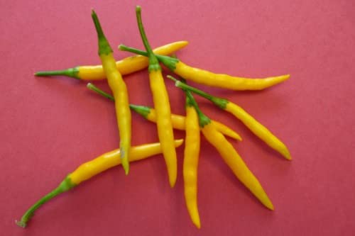 Golden Hills Farm yellow mirchi long 40-75 seeds : Amazon.in: Garden ...