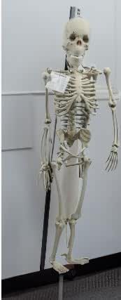 Premium Medical Quality Articulated Human Skeleton Model with Stand ...