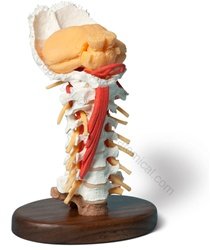 Amazon.com: Basic Muscled Cervical Vertebrae Spine Model (Made in USA ...