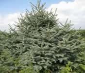 Amazon.com : Meyer Spruce Tree Seeds : Patio, Lawn & Garden