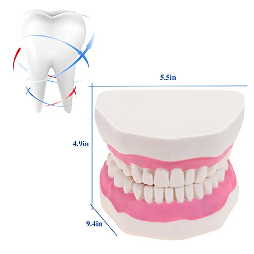 Snapklik.com : TOD Science Dental Teeth Model, Sixfold Size Teeth Model ...