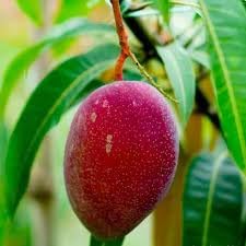 SVM SHOP King Of Chakapat Mango Plant Original Healthy Grafted Variant ...