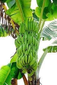 VENUS-ONLINE Rare Kerala Nentran Etha Vazha Variety Banana Plant (1 ...
