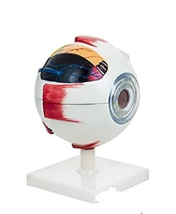 BNR EXPORTS ™ Human Eye Model (Improve) Premium enlarged 5 times With ...