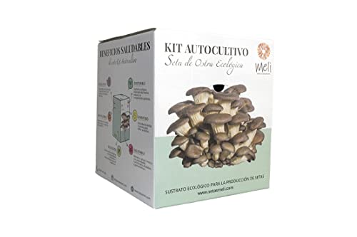 Kit De CULTIVO DE SETAS - Mi Hogar