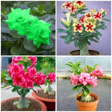 ND PLANT BAZAR Adenium Live Plant Pack Of 4 : Amazon.in: Garden & Outdoors