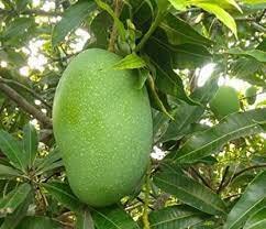 Uniquetree Imam Pasand Mango Live Plant (Thai Variety Healthy Rare ...