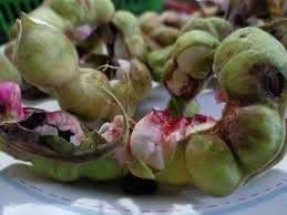 Manilla Tamarind Pithecellobium Dulce Exotic Madras Thorn Tree Seeds ...