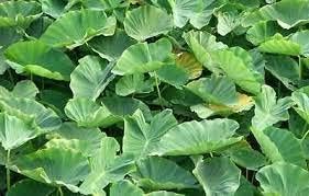 Amazon.com : 15 Green Dwarf Taro Elephant Ear Water Lily Bulbs Pond ...