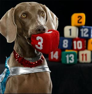 Amazon.com: Chalcy: books, biography, latest update