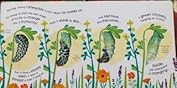 How Does a Butterfly Grow? (Life Cycle Board Books): DK: 9781465478672 ...