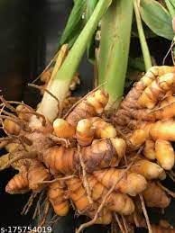 Mnajal/Haldi- VENUS-ONLINE Tubers Rhizomes of Medicinal Turmeric/Haldi ...