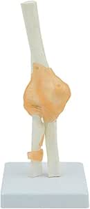 Amazon.com: Human Elbow Articulation Template, Articular Anatomy Model ...