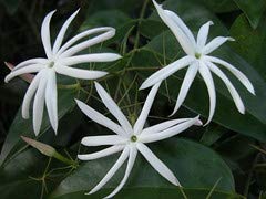 Creative Farmer Jasmine Plant (Spanish Jasmine) Jasminum Officinale Var ...