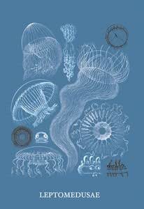 Amazon.com: Jellyfish: Leptomedusae - 12x18 Framed Print in Gold Frame ...