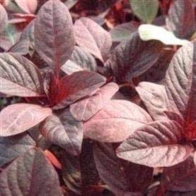 SeeKay Amaranth 'Red Army' Min 600 Seeds : Amazon.co.uk: Garden