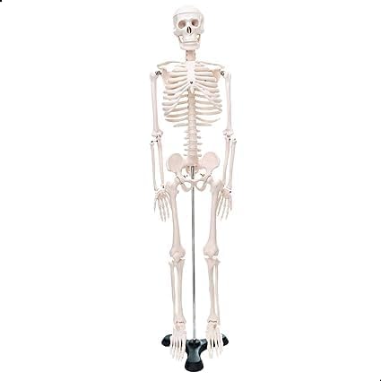 KKI Premium 85cm Tall Human Skeleton Model, Perfect Bone Anatomy ...