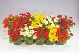 Amazon.com : Mimulus Mystic Mix 250 Seeds : Patio, Lawn & Garden