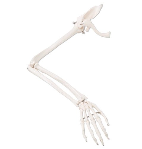 Esqueleto Brazo Derecho Anatomia Y Musculos Del Hombro