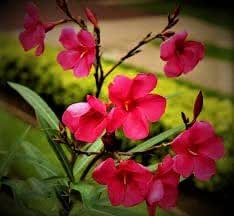 Uniquetree Korobi Live Plant (Canadian Variety Healthy Rare Plant With ...