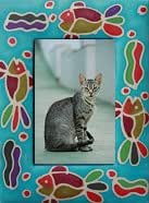 Mulberry paper Dizzy Fish photo frame 6 x 4" : Amazon.co.uk: Home & Kitchen