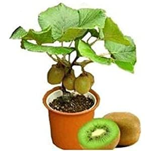 Greenursery Kiwi Plant Garden Live Plant Nursery Outdoor Living Plant ...