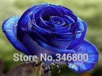 Amazon.com : 1 Professional Pack, 100 seeds / pack, New Midnight ...
