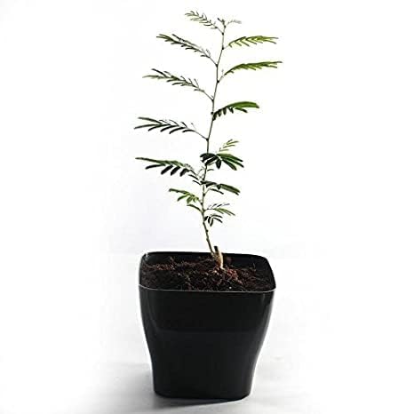 TENDER LEAVES Shami Tree, Medicinal Plant Vanni Maram, Banni Mara ...