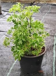 Bonsai live plant,Arelia (Pack of 1) : Amazon.in: Garden & Outdoors