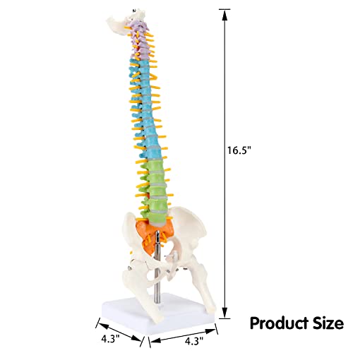 Snapklik.com : MIIRR Mini Color Spine Anatomy Model, 16.5" Human Spine ...