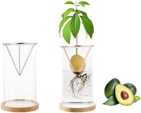 Amazon.com : Bylion Avocado Tree Growing Kits, Avocado Growing Vase ...