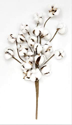 Amazon.com: CENGNIAN Natural Dried Cotton Stems for Home Decoration or ...