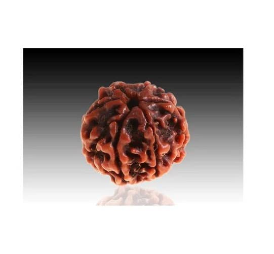 USPTO 6 Mukhi Rudraksha Original Certified Real Cheh Mukh Rudracham ...