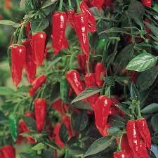 Chilli Apache – Die 15 besten Produkte im Vergleich - Die Hanfseite ...