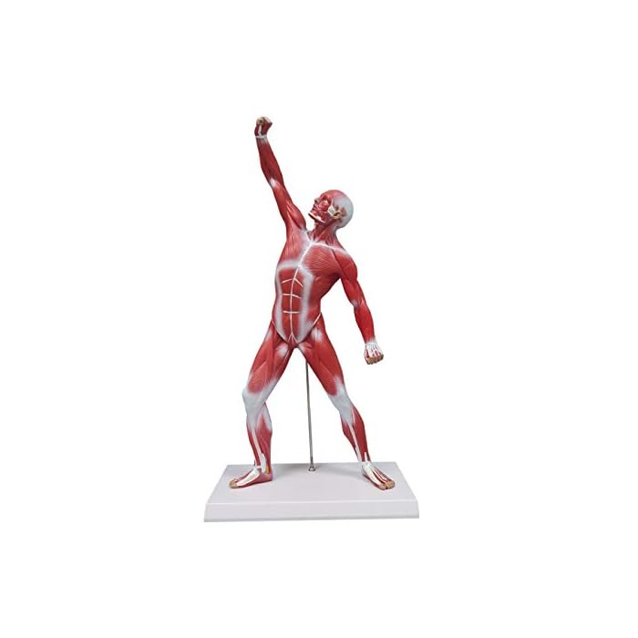 Buy Ultrassist Human Muscle Figure, 20” Miniature Anatomy Muscular ...